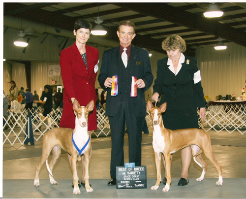 The Most Magical Place on Earth in Riverview for Dogs, Dig It Kennels ...