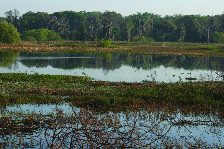 Exploring Wild Florida: Circle B Bar Reserve | Osprey Observer