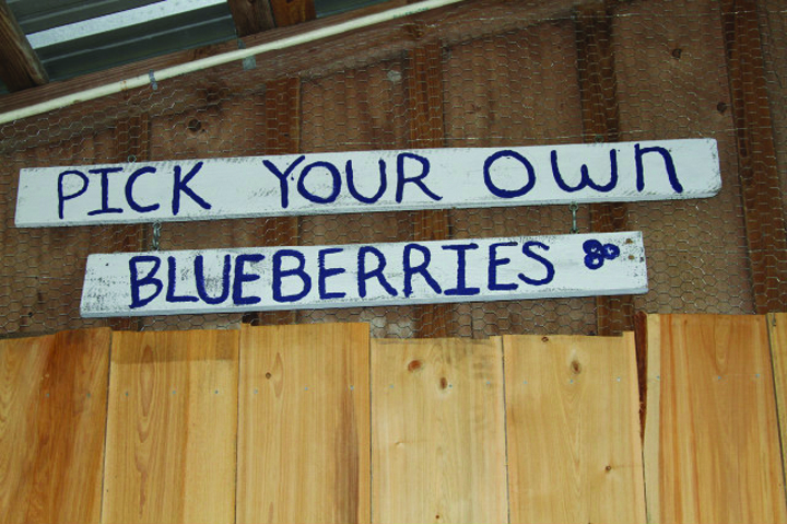 Local Blueberry Farms Across The Community Offer U-Picks, Jams And More ...