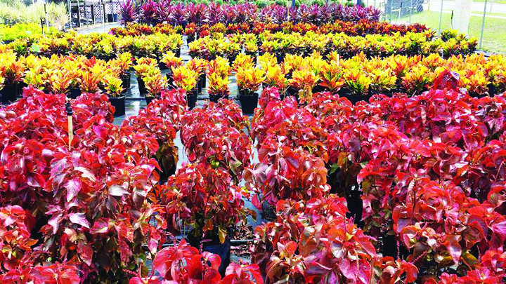 BC_Palmscapes | Osprey Observer