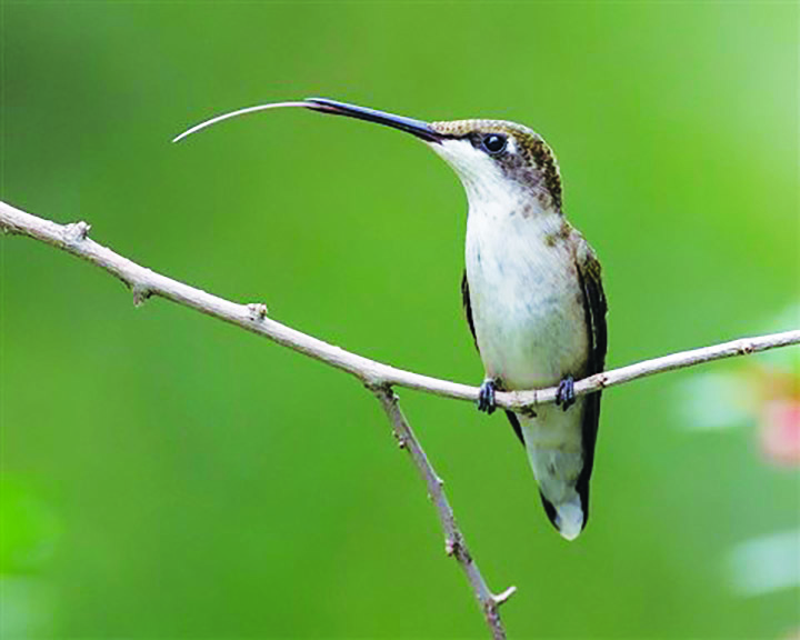 Rich’s Backyard Birds: September 2015 | Osprey Observer