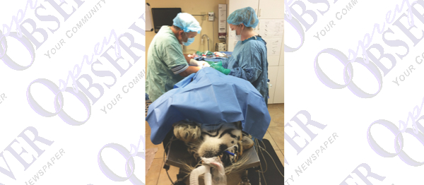 Local Vets At Santa Cruz Animal Clinic Perform Surgery On Bengal Tiger ...