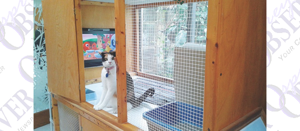 A Country Cat House Provides Luxury Vacation Townhomes For Felines Only ...