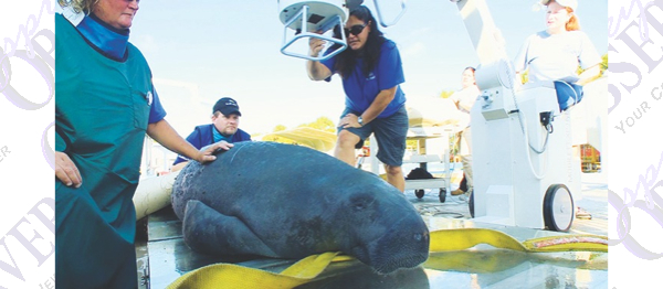 SeaWorld’s Sea Rescue, The Wildlife Docs Nominated For Daytime Emmy ...