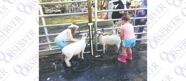 Fair Shows Blue Ribbon Country Pride | Osprey Observer