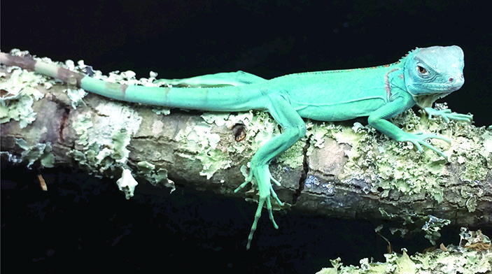 Repticon Tampa: A Slithering, Hissing and Hopping Good Time | Osprey ...