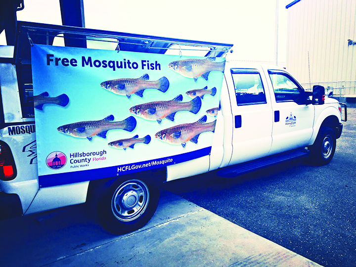 County Offers Free Mosquito Eating Fish To Help Control Season | Osprey ...