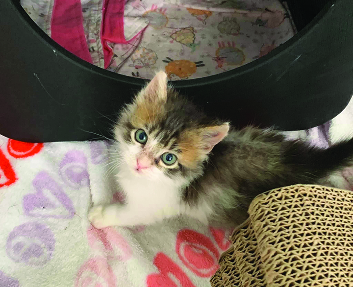 A Kitten Place, Rescue & Foster Program, Where No Cat Is Left Behind ...
