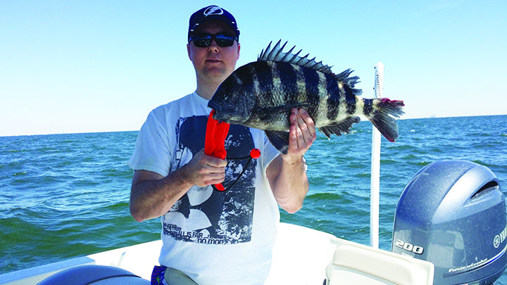 Sheepshead: The Other White Meat… | Osprey Observer