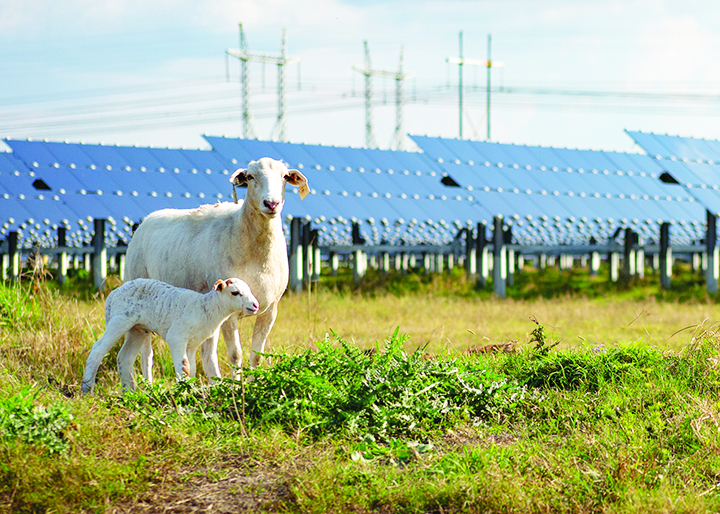 TECO Doubling 600MW Solar Farm To Expand Power To Growing Population ...