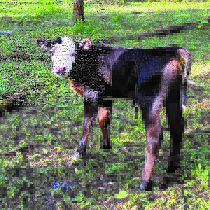 Buy A Steer For Quality Beef In Bulk From Local Farm Wilkinson Cattle ...