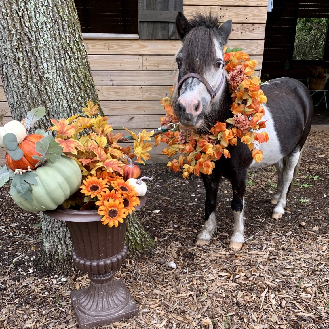 Family Fun At Fall Farm Festival At HorsePower For Kids | Osprey Observer