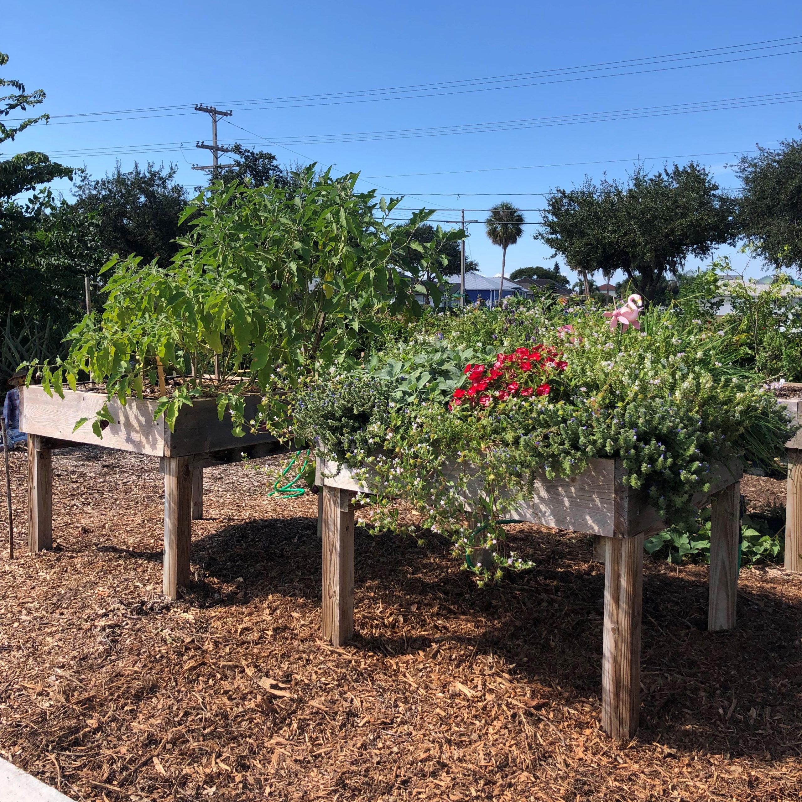 Community Garden Creates A Space For Gardeners To Connect | Osprey Observer