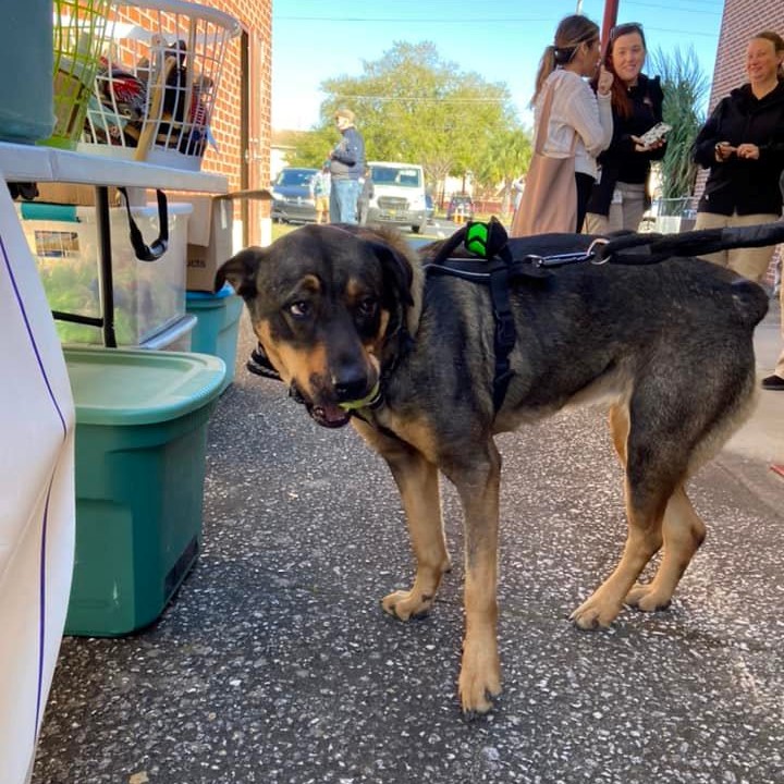 Community Pet Project Helps Build Doghouses For Local Pets | Osprey ...