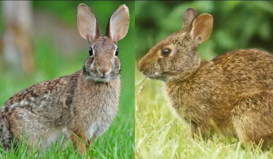 Florida Catching Rabbit