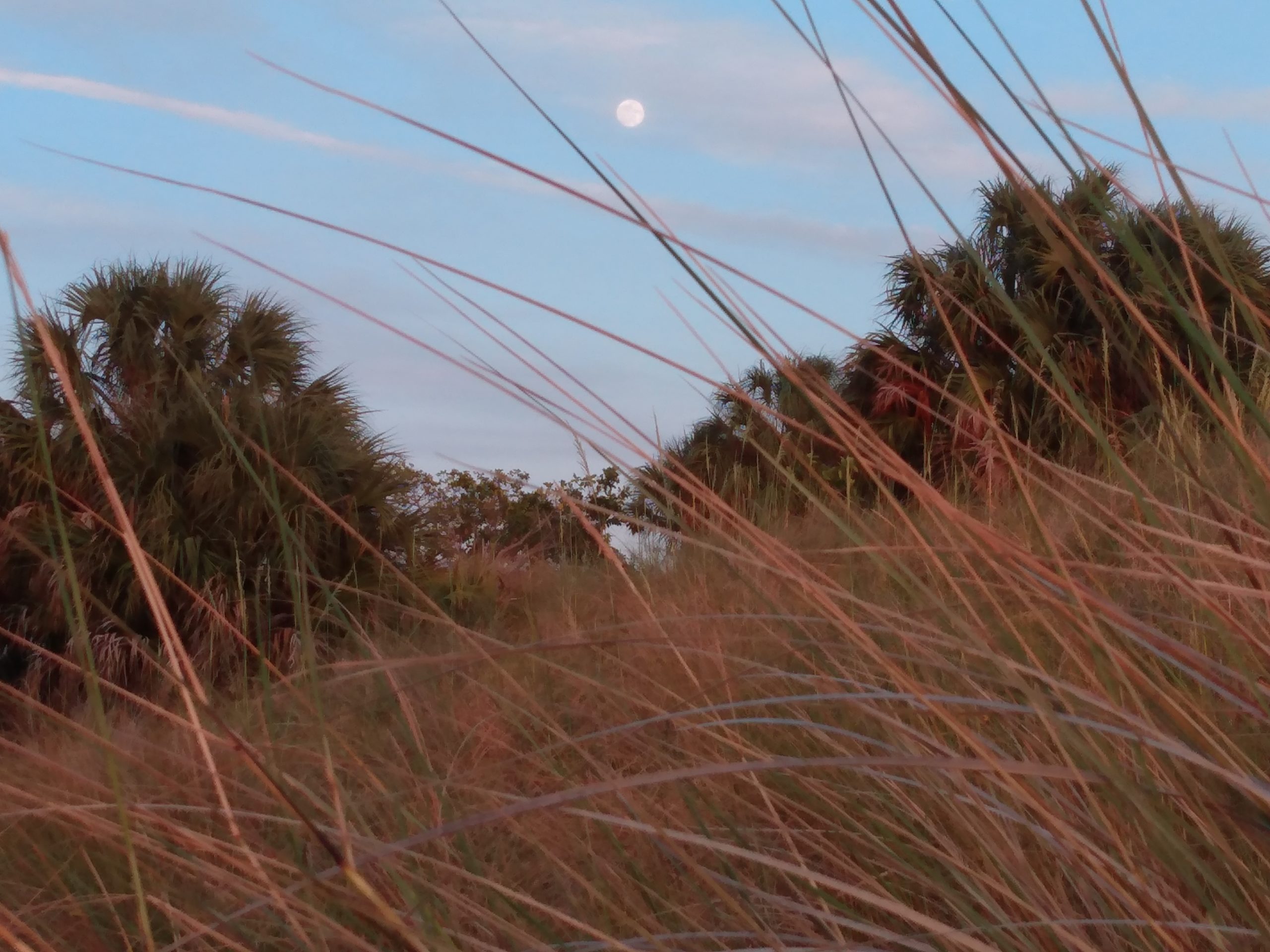 Elusive Contentment | Osprey Observer