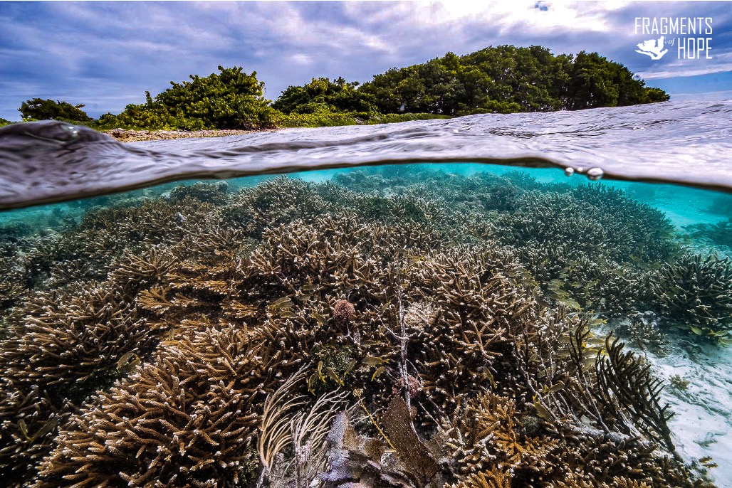 USF Awarded $20 Million Federal Grant To Protect Coral Reef | Osprey Observer