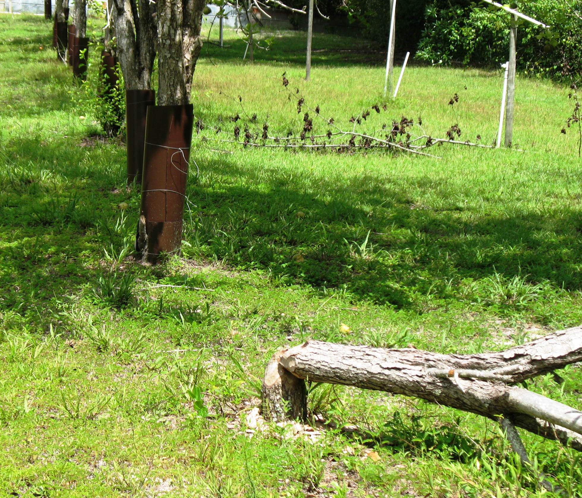 Get The Dirt: Identifying Unwanted Wildlife In The Landscape | Osprey ...