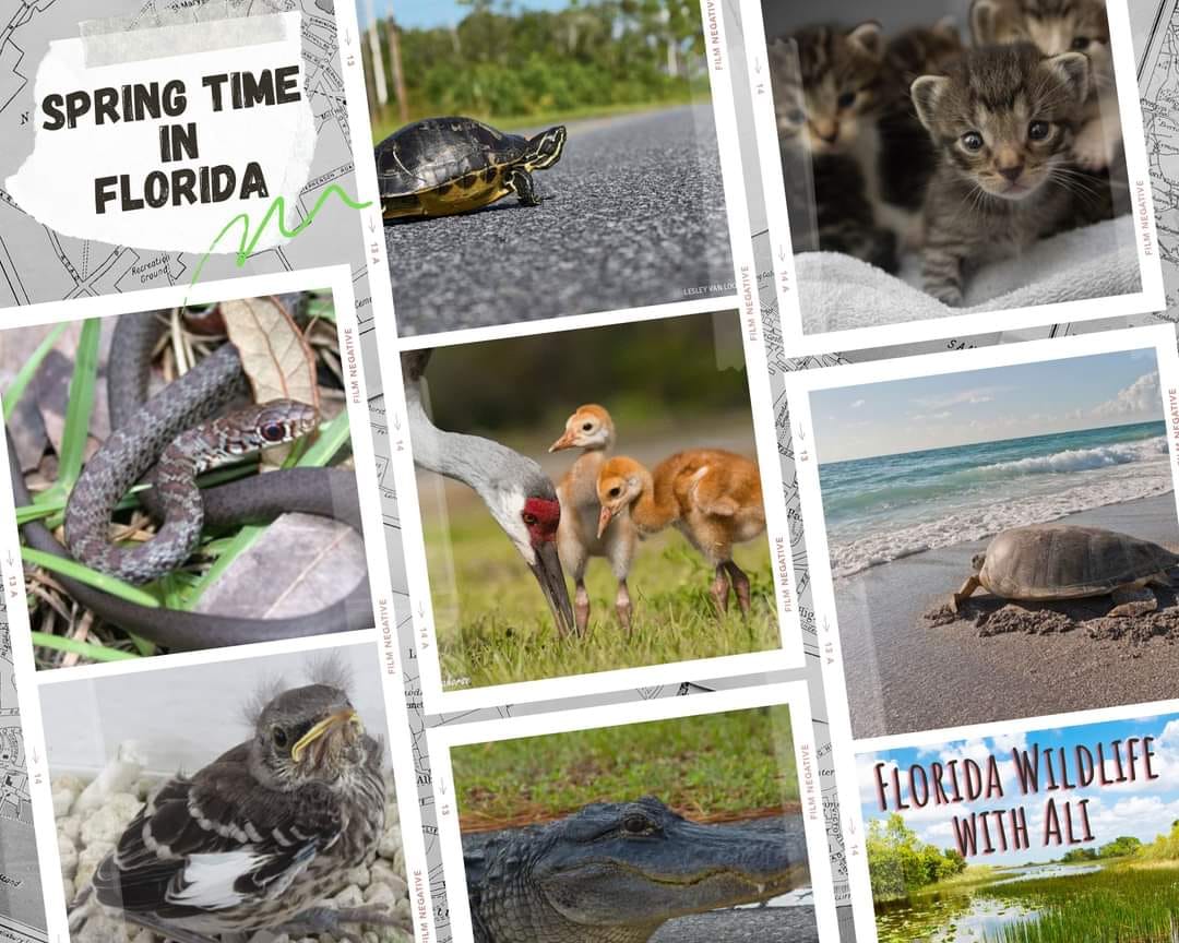 Florida Wildlife With Ali: Springtime In Florida | Osprey Observer