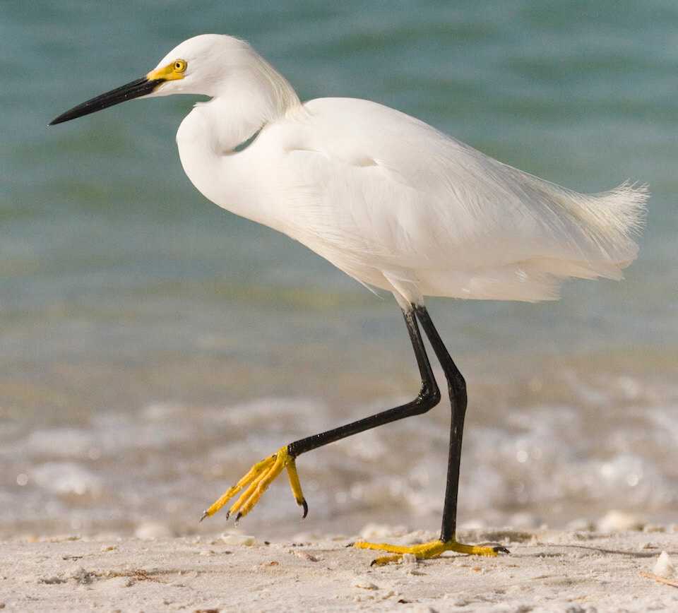 Florida Wildlife With Ali: Snowy Egrets | Osprey Observer
