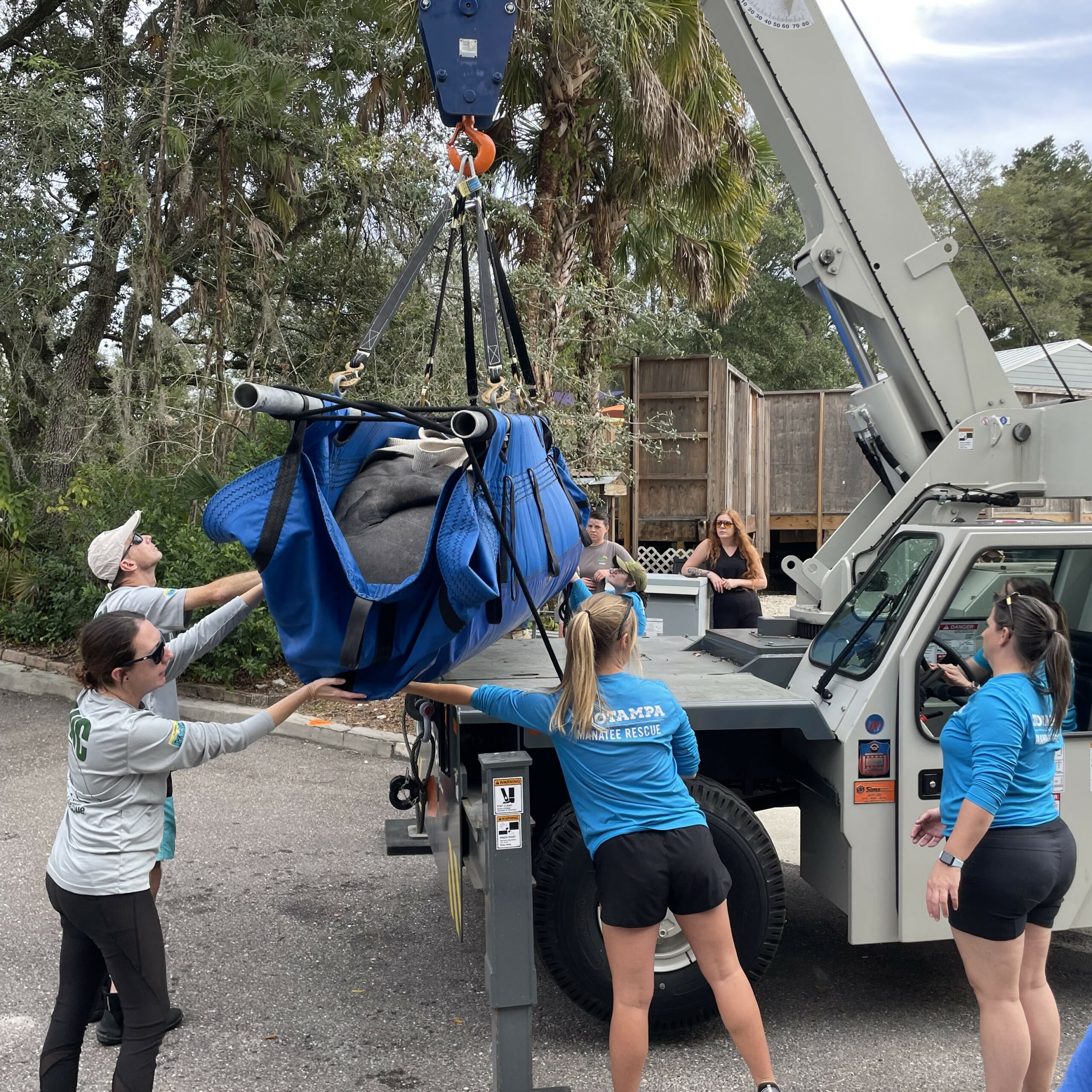 Manatees Successfully Transported From Miami Seaquarium To ZooTampa And ...