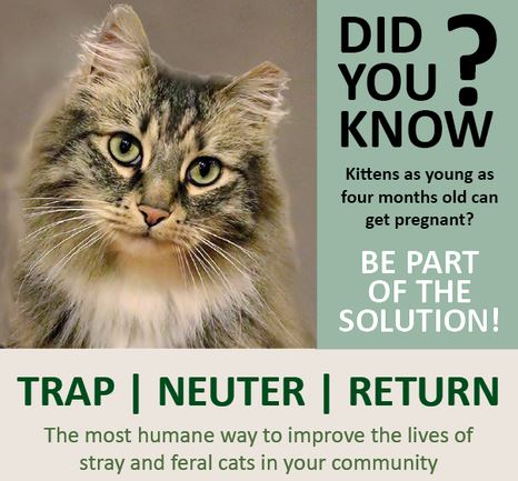 What Is TNR? Trap, Neuter, Return | Osprey Observer
