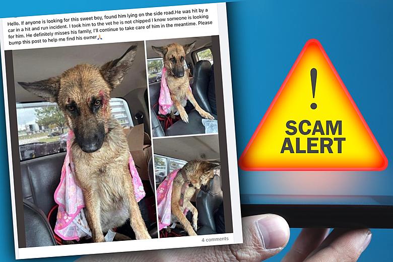 Scam Alert! Don’t Be Fooled By Hurt/Lost Pet Posts | Osprey Observer