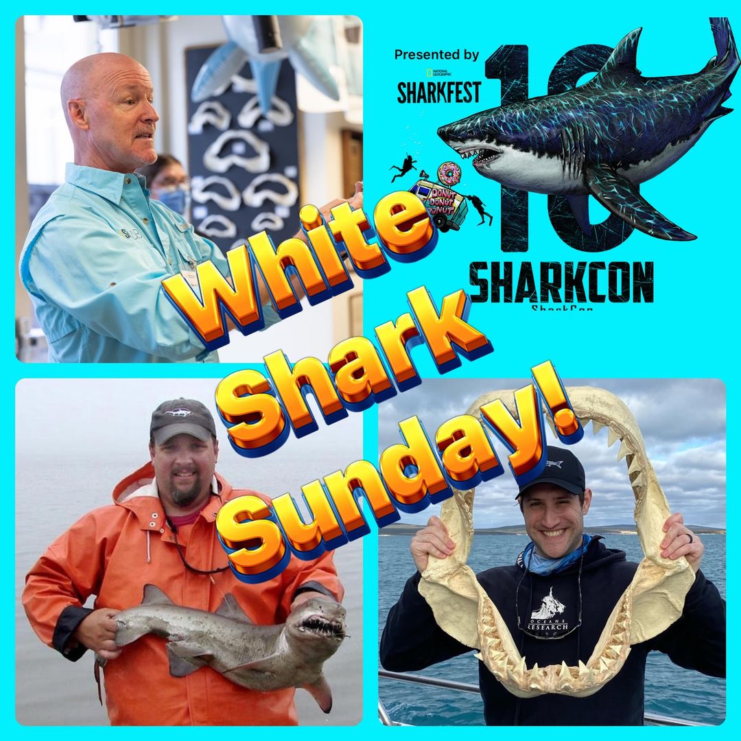 10th Annual SharkCon Is Coming To The Florida State Fairgrounds In July ...