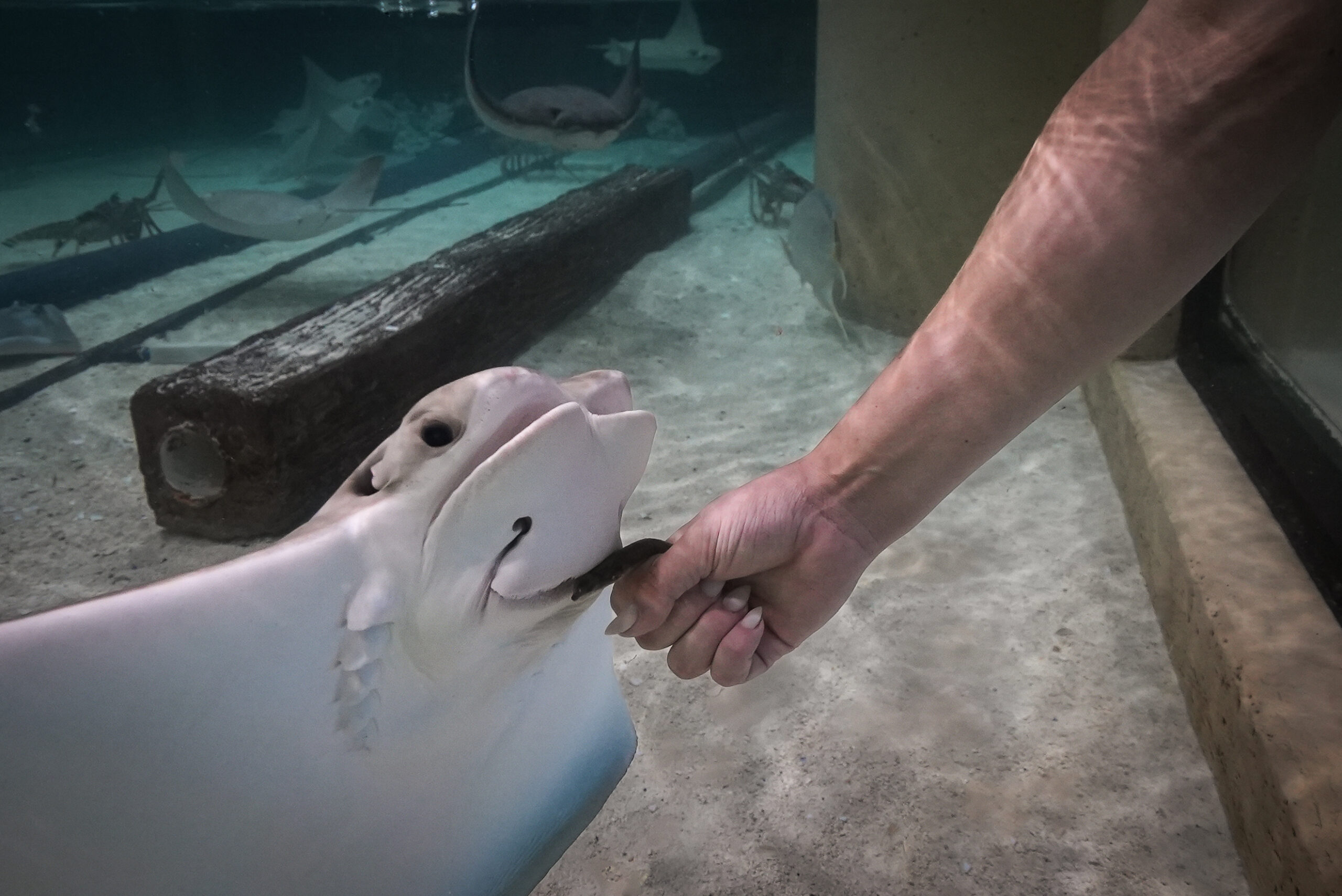 Dive Into The Florida Aquarium’s New Stingray Feeding Experience ...