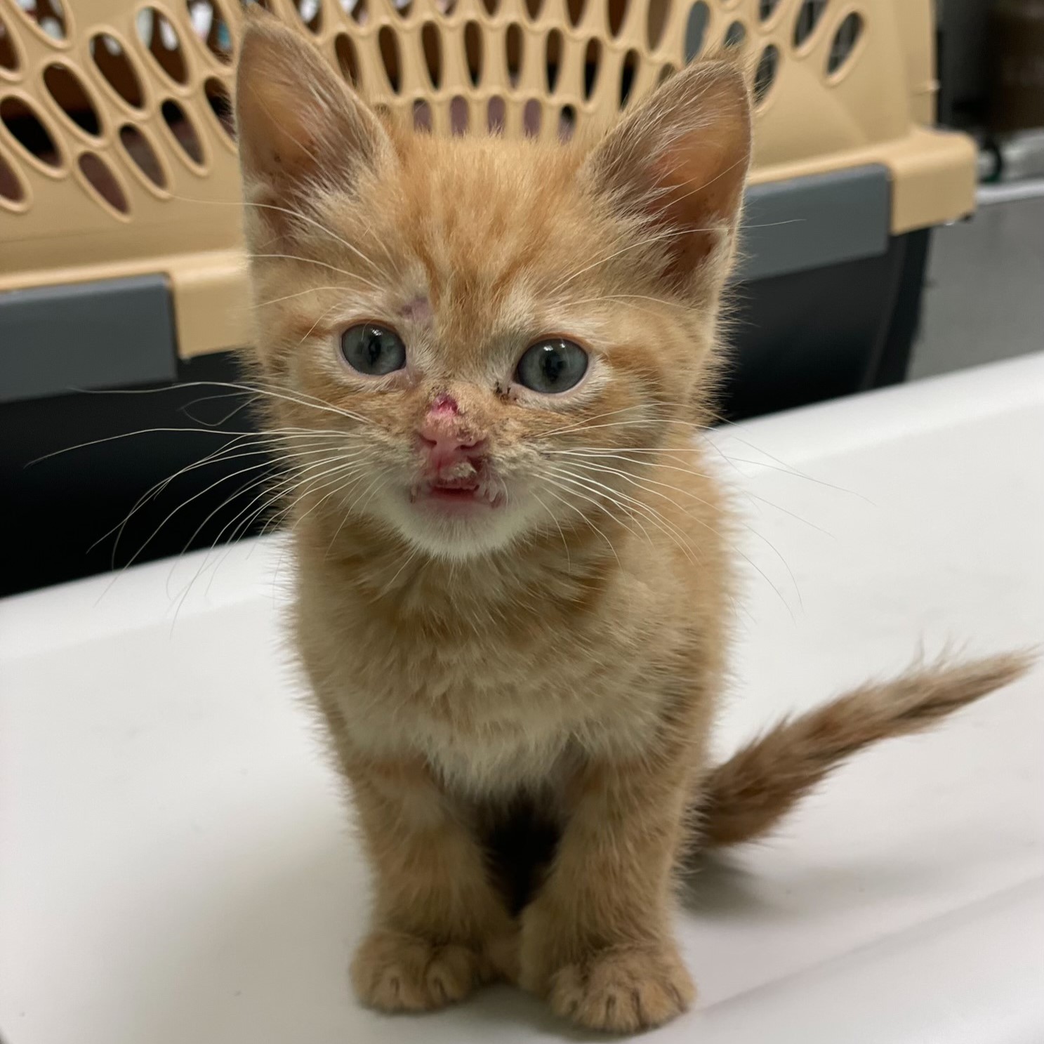 ‘Widdle’ Kittens Await Forever Families At Kitten Club | Osprey Observer