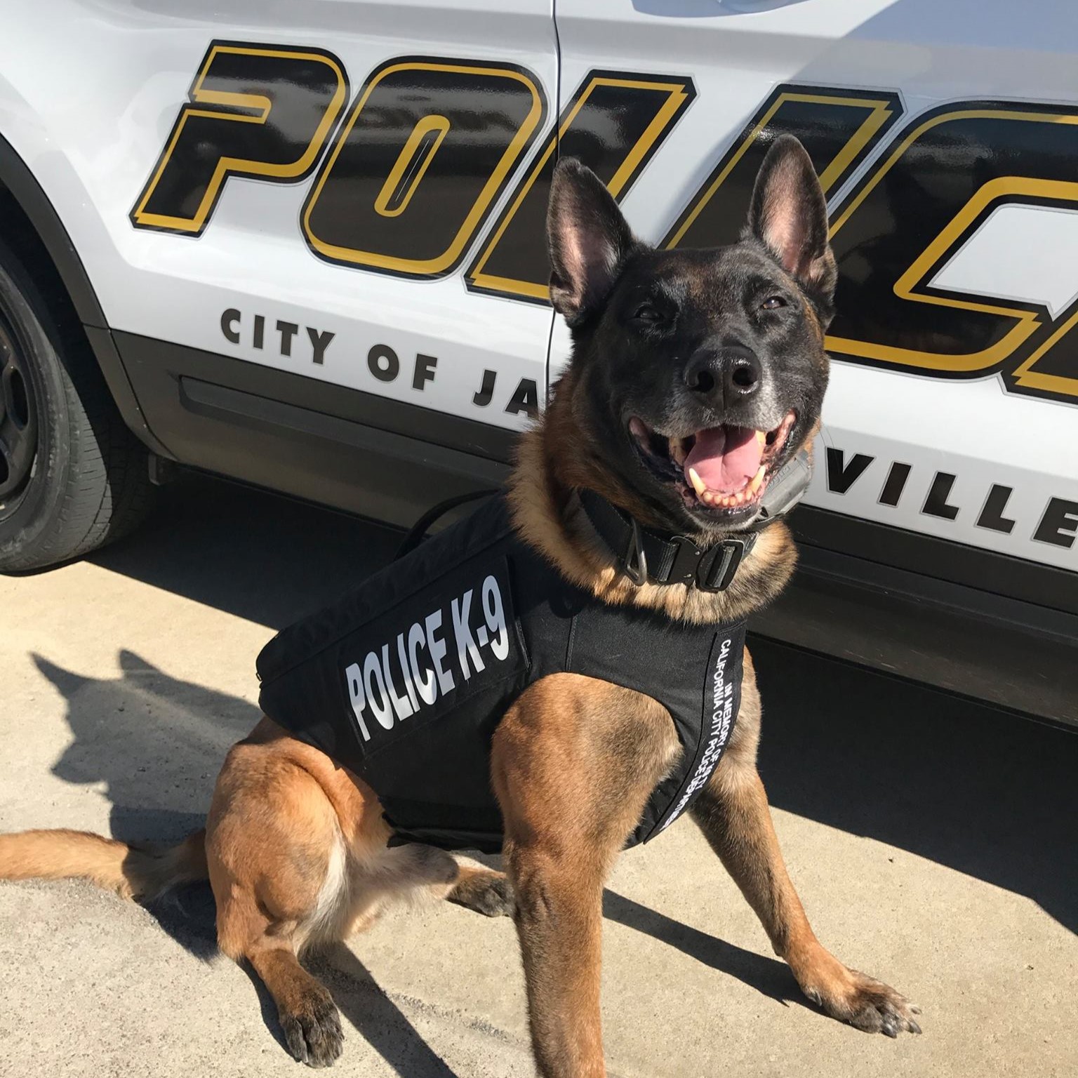 Chill Cawfee Hosts Bark In The Park Supporting Local K-9s | Osprey Observer