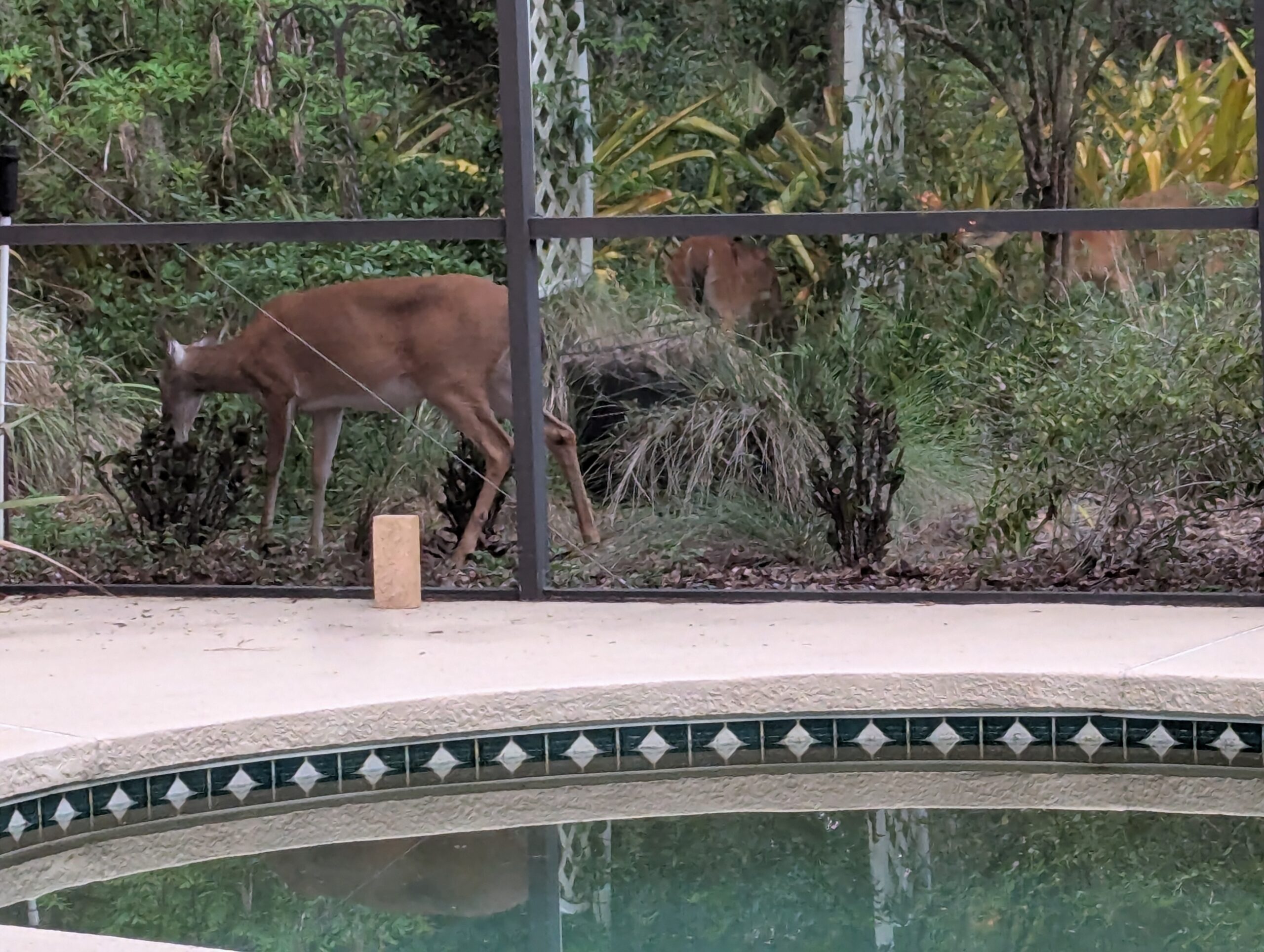 Get The Dirt: Whether Or Not To Attract Deer In Your Landscape | Osprey ...