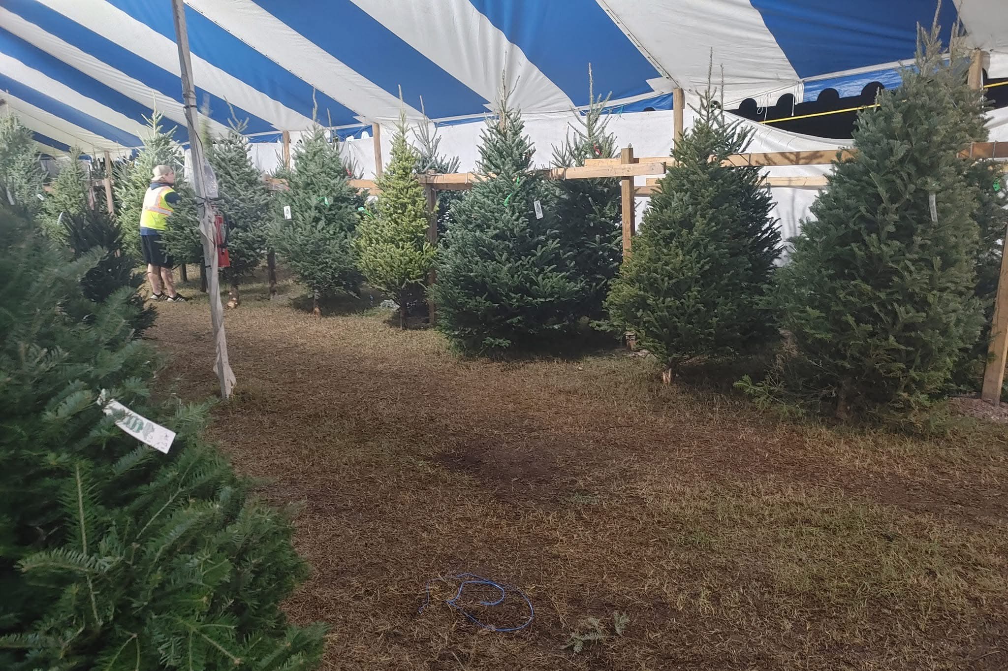Chaberek Family Christmas Trees Opening Black Friday In Lithia | Osprey ...