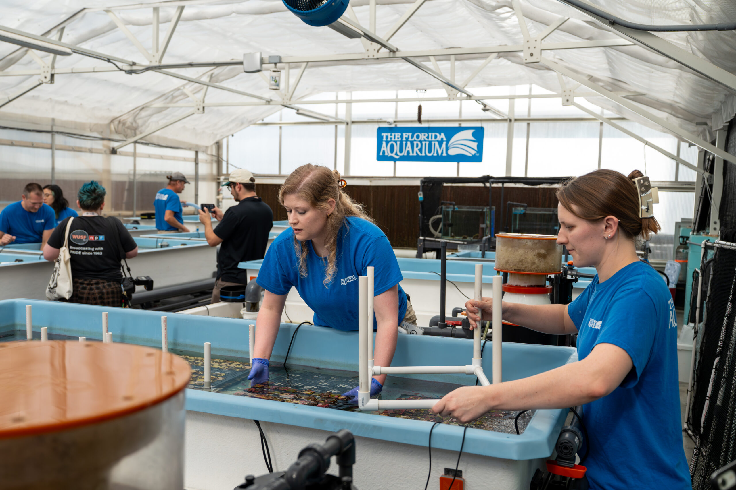 Major Milestone Reached As 9,000 Coral Babies Are Transferred To ...