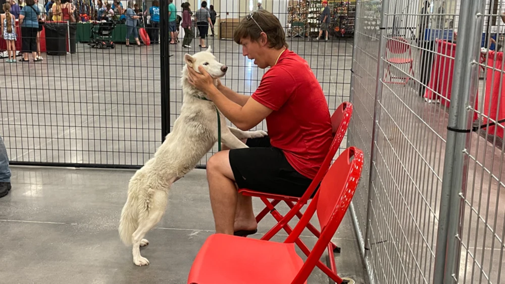Over 300 Dogs Will Be Available To Meet And Adopt On The Spot At Mega ...